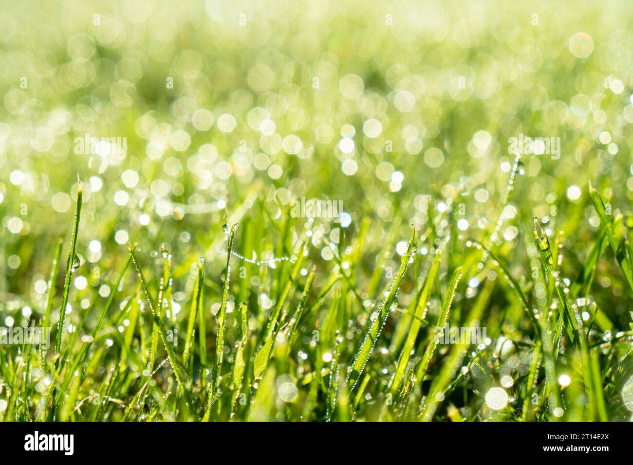 Wet spring green grass backround with dew lawn natural. Beautiful water ...