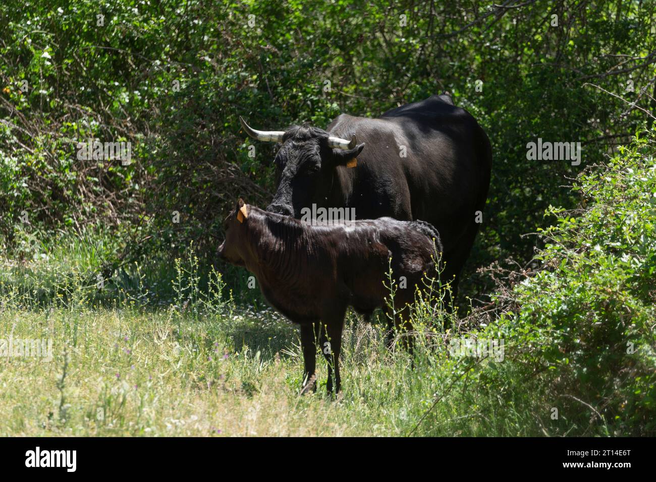 Two black angus cows hi-res stock photography and images - Alamy