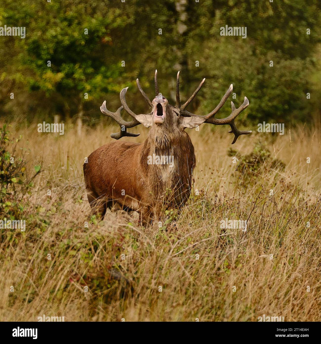 Red stag at the start of the rutting season Stock Photo - Alamy