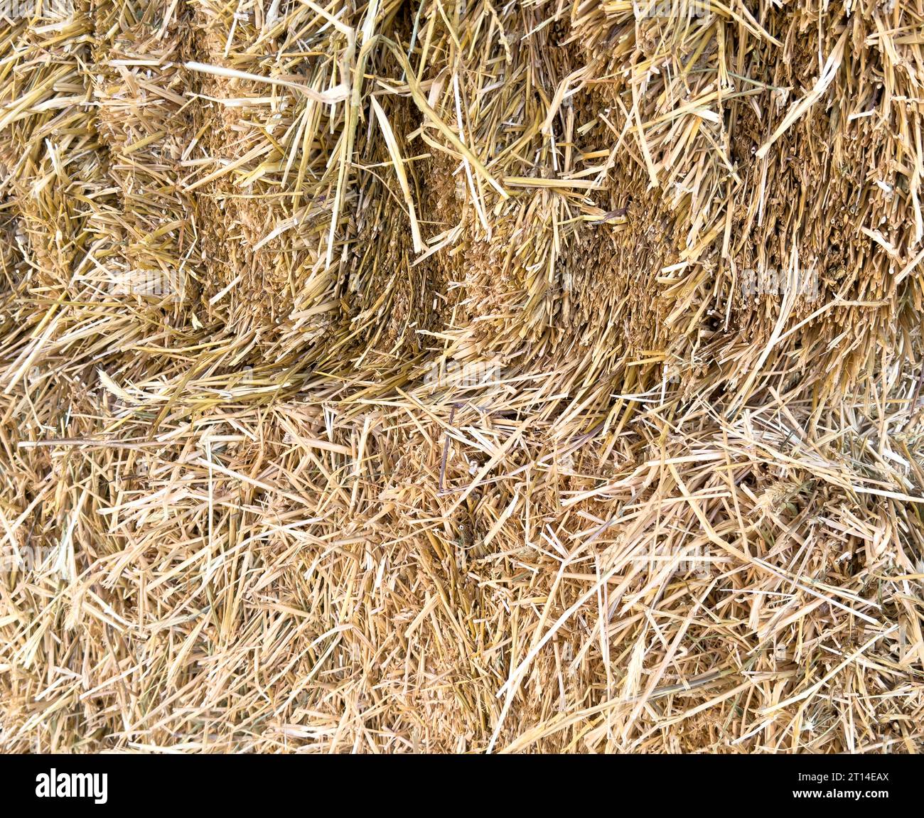 Hay texture. Hay bales stacked in large stacks. Harvesting in ...