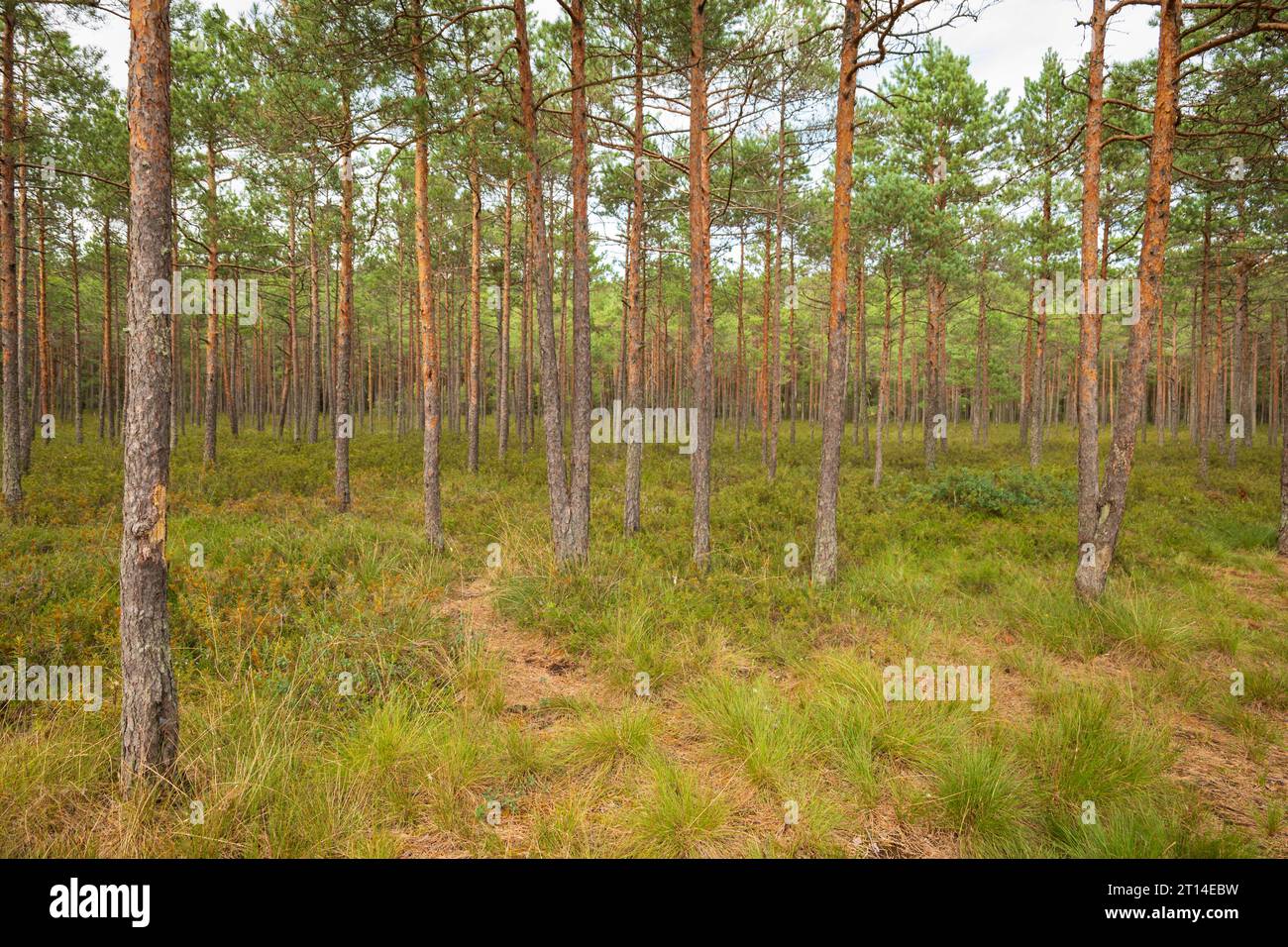 Swampy forests hi-res stock photography and images - Alamy