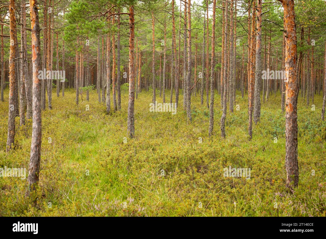Forests on swampy ground next to lake Stock Photo - Alamy