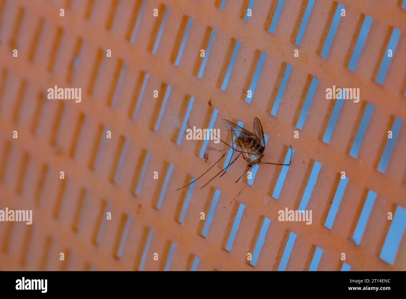 Mosquito body on the swatter in close up view. Macrophoto of a mosquito ...