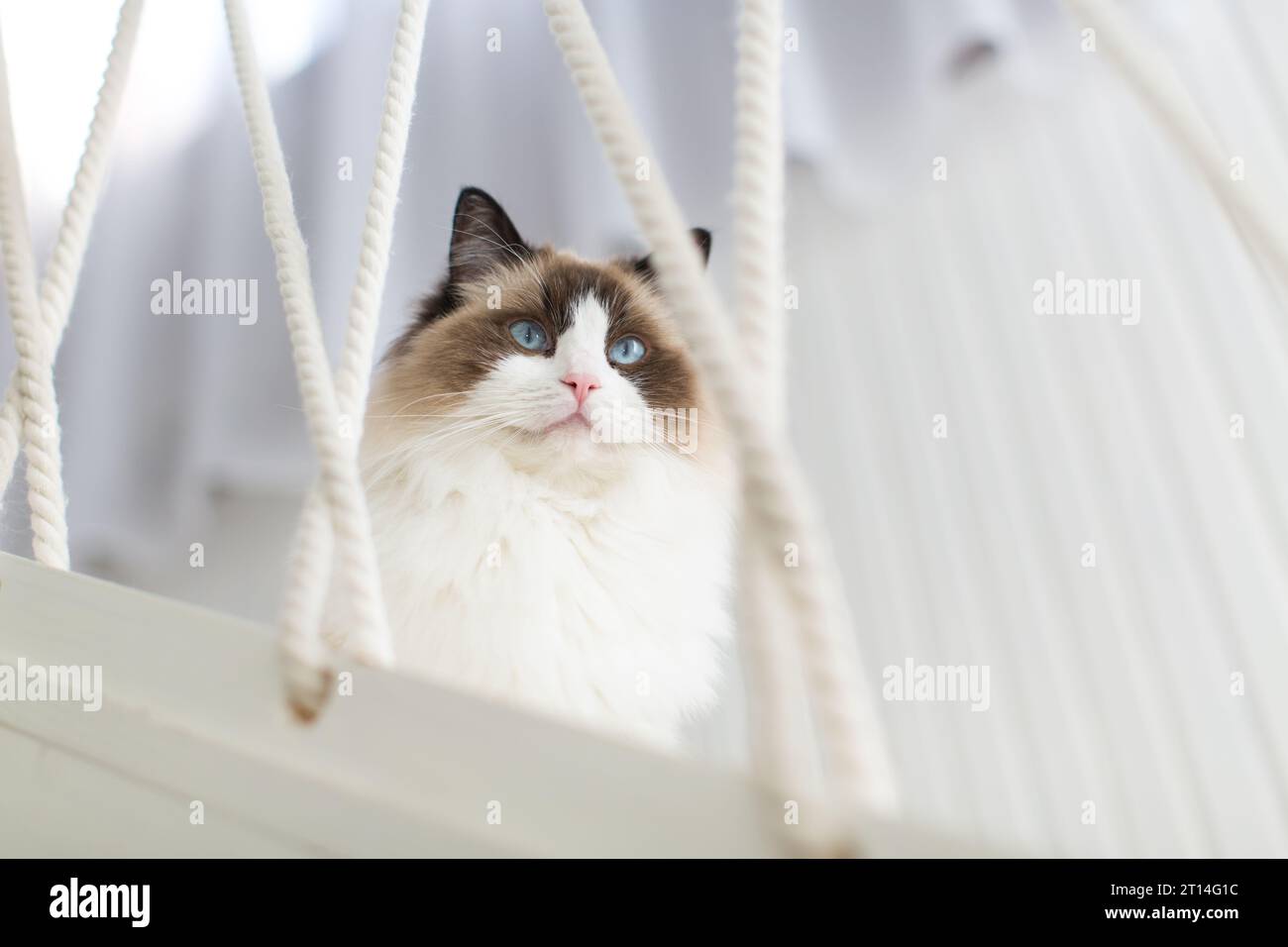Beautiful young white purebred Ragdoll cat with blue eyes, at home ...