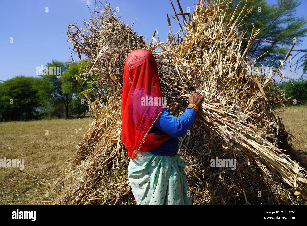 Ajmer, India. 10th Oct, 2023. Indian Farmers thresh Fodder for cattle ...