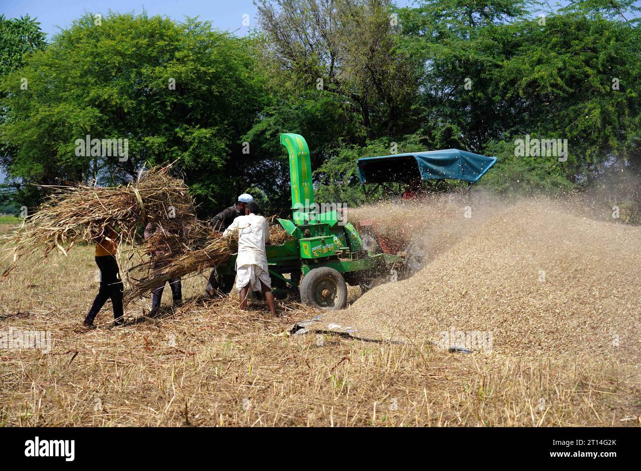 Ajmer, India. 10th Oct, 2023. Indian Farmers thresh Fodder for cattle ...