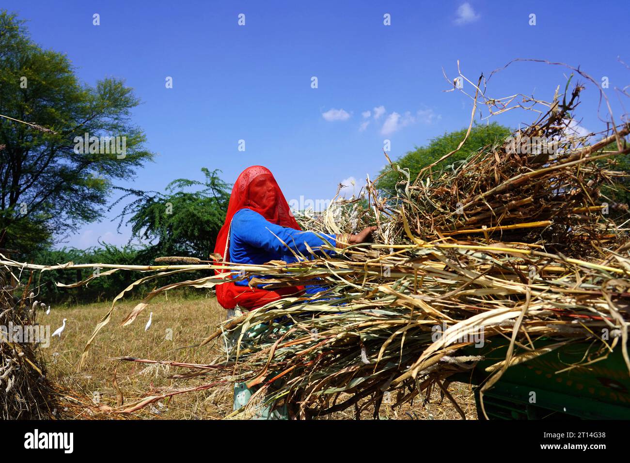 Ajmer, India. 10th Oct, 2023. Indian Farmers thresh Fodder for cattle ...