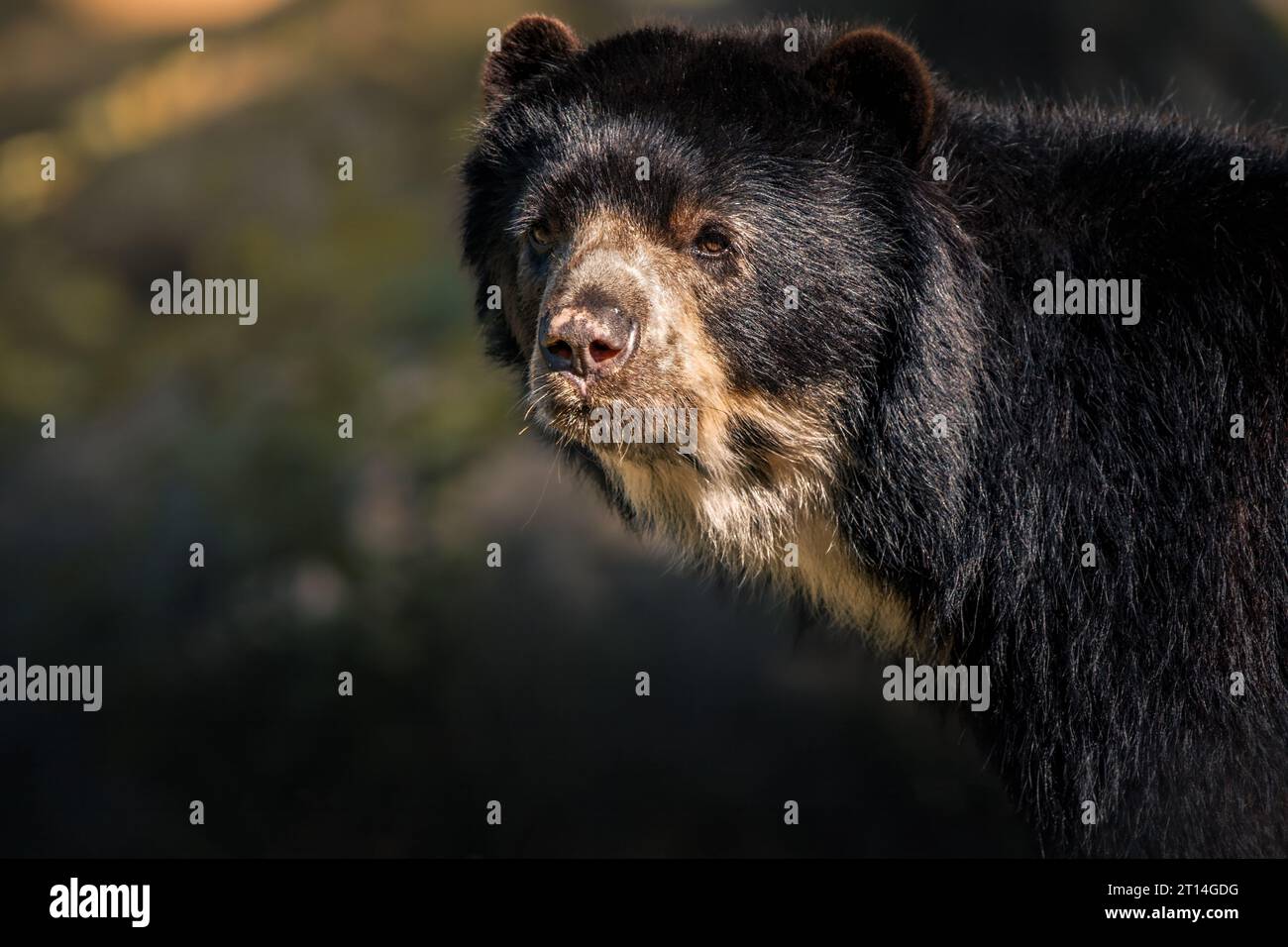 Black bear in grassy field hi-res stock photography and images - Alamy