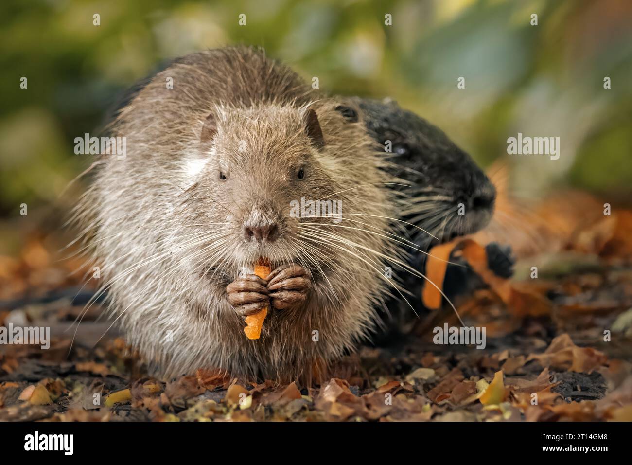 A close-up shot of an adorable Nutria in its natural habitat Stock ...