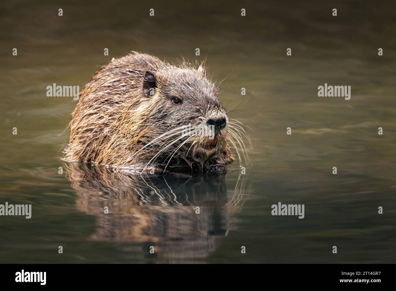 A close-up shot of an adorable Nutria in its natural habitat Stock ...