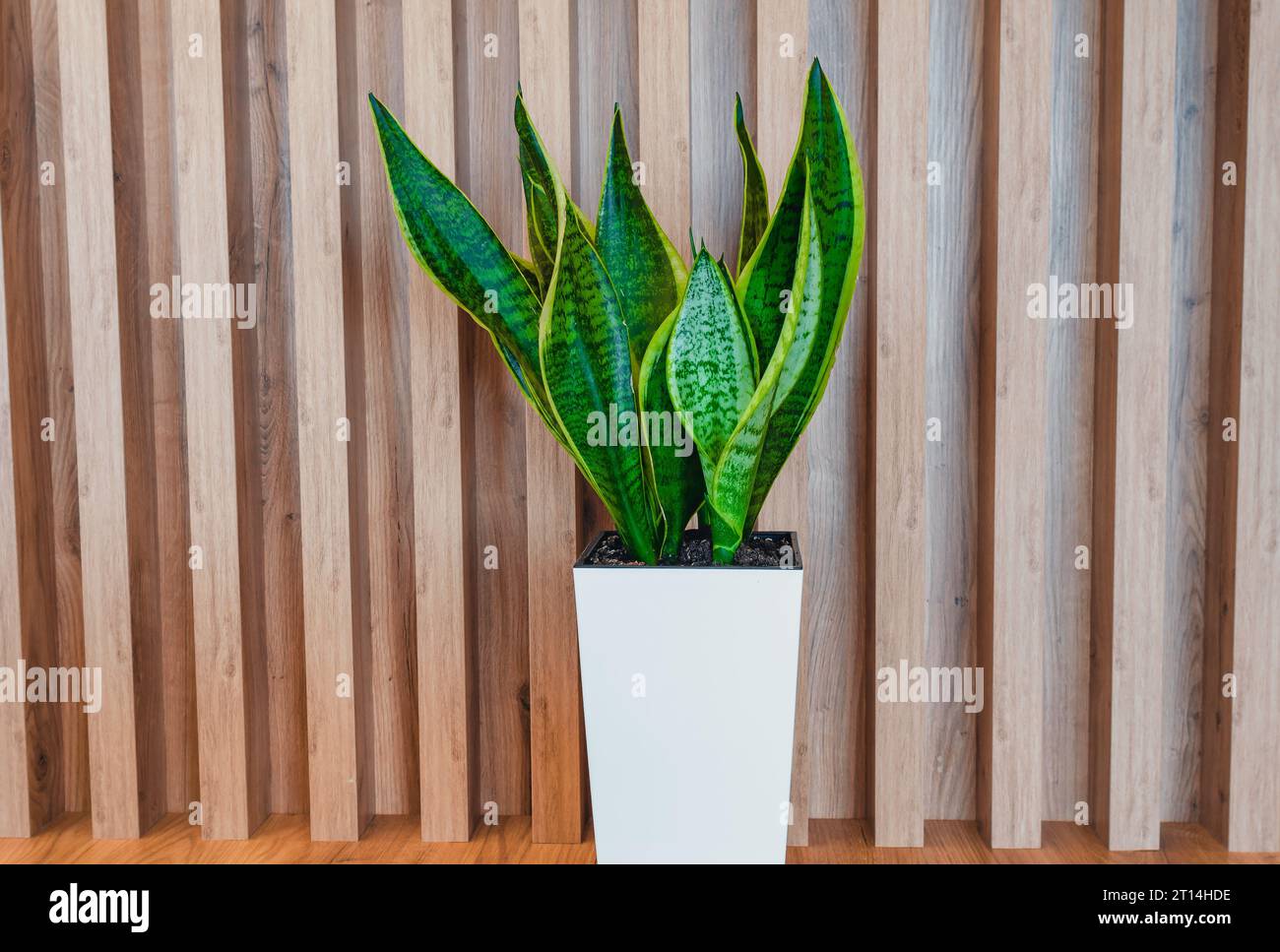 Large white pot with green leaves in hall on floor. Sansevieria plant ...