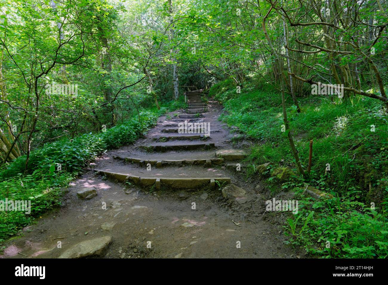 Simple woodland steps on a muddy path lead up a gentle slope towards ...