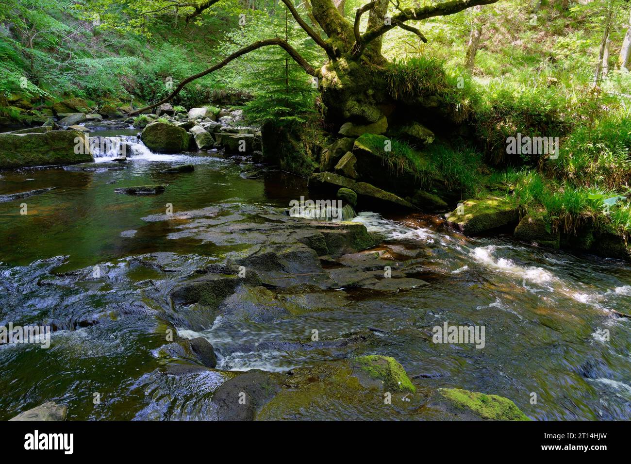 The clear waters of the River Esk flow quickly through woodland on its ...