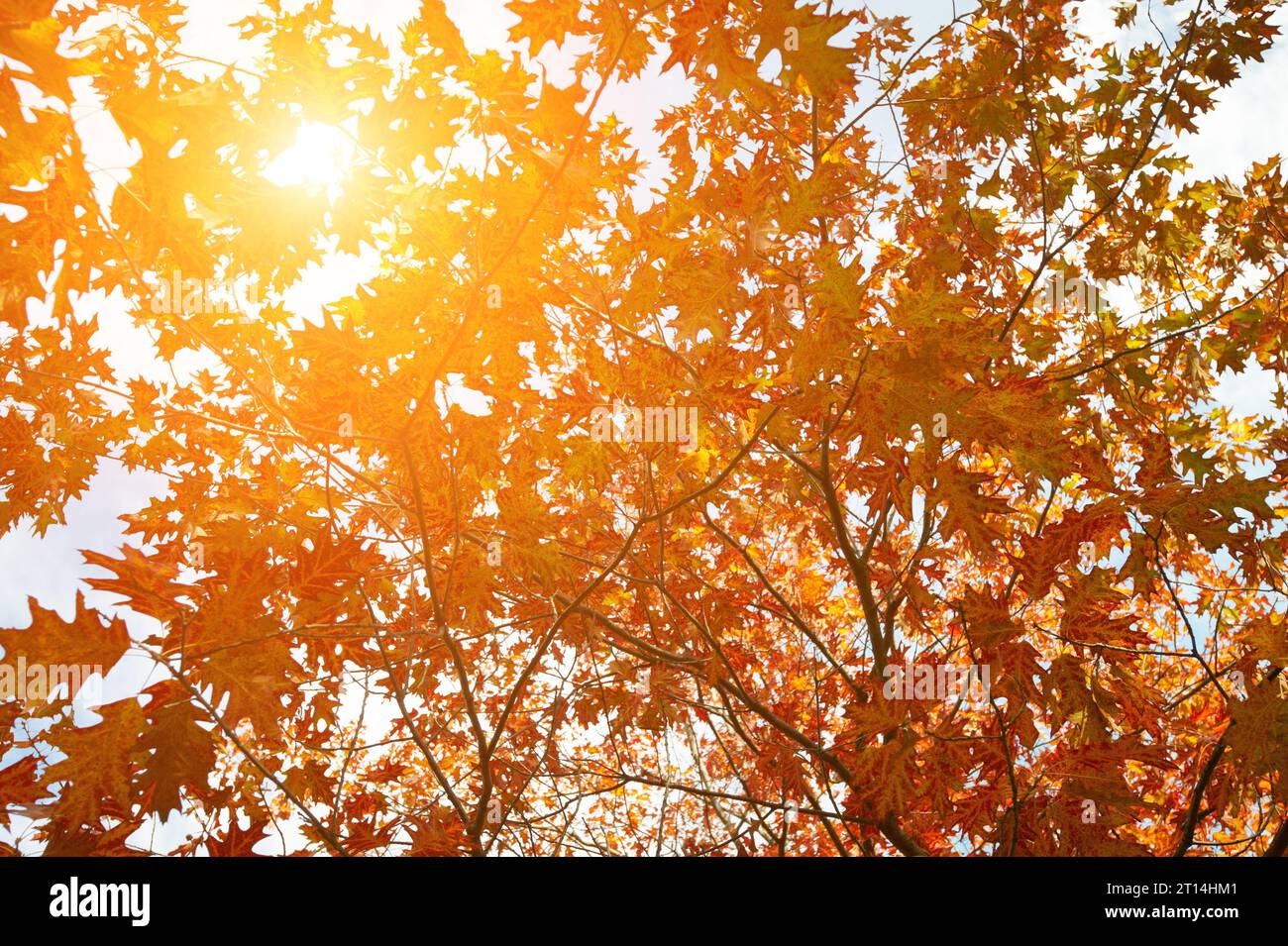 Golden, yellow and orange leaves under sunbeams from the blue sky ...