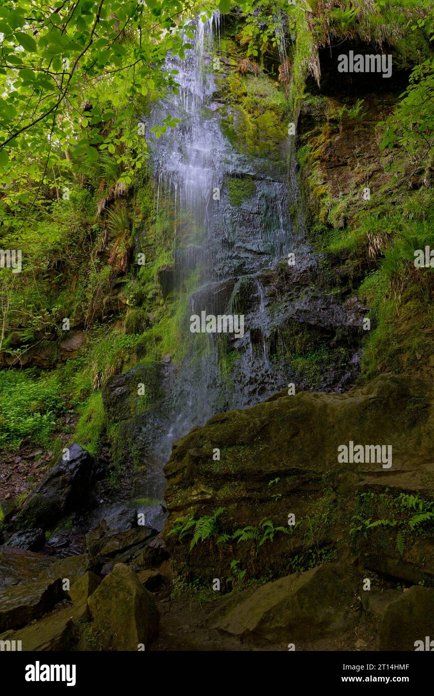 Mallyan Spout waterfall drop over 20 metres down a rugged cliff covered ...