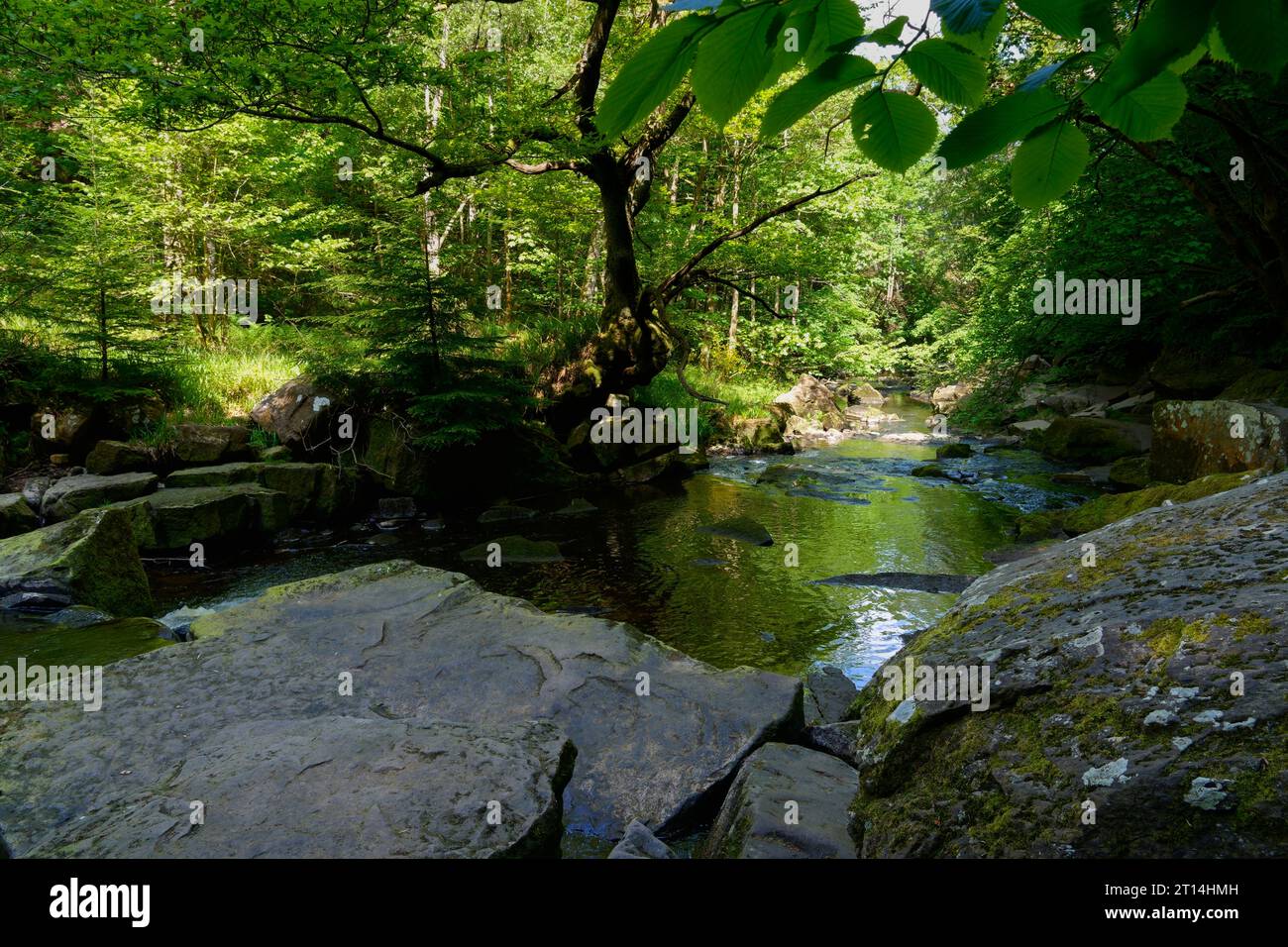 The River Esk flows quickly through lush woodland on a bright spring ...