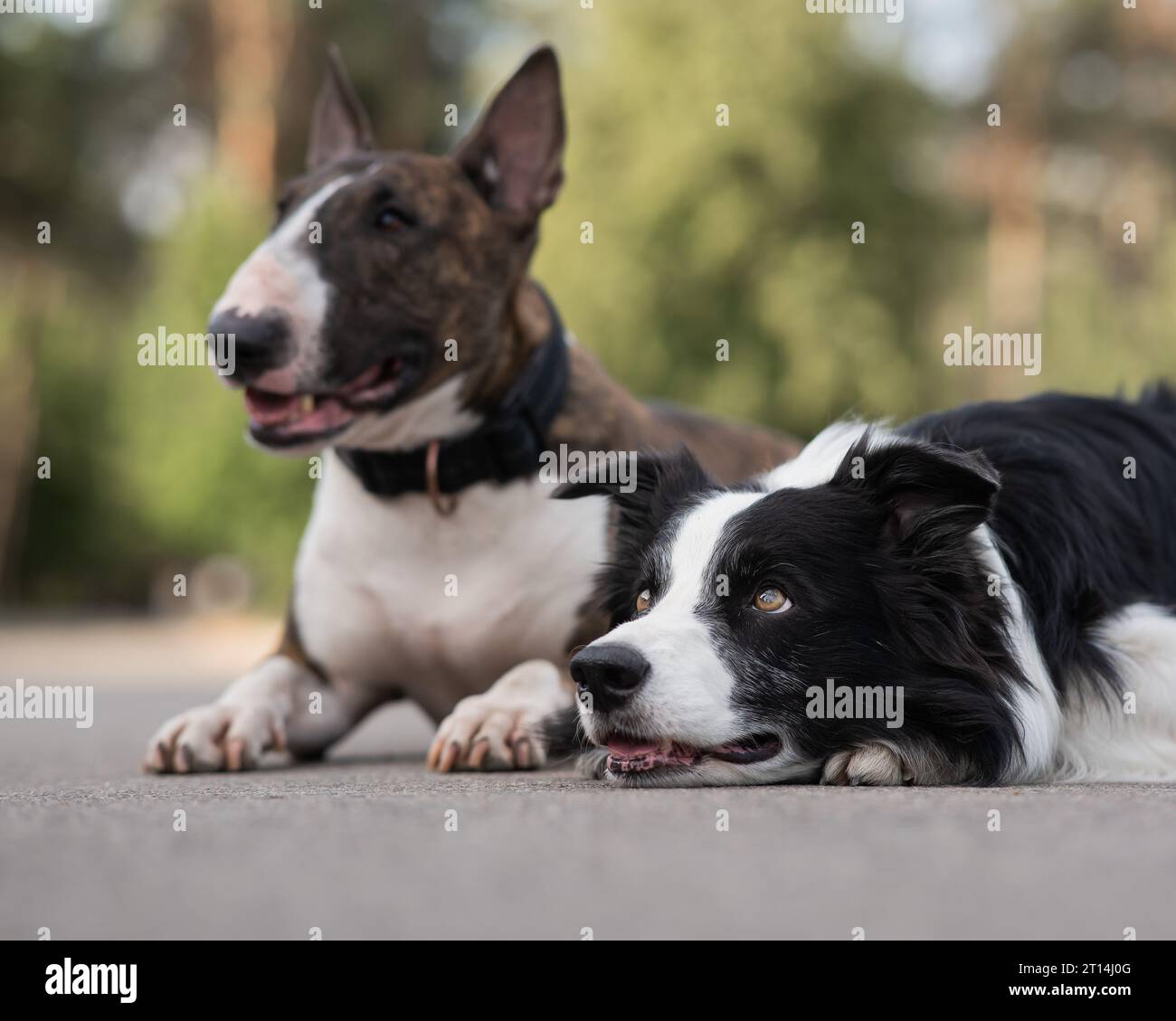 Black and white border collie and brindle bull terrier lie side by side ...