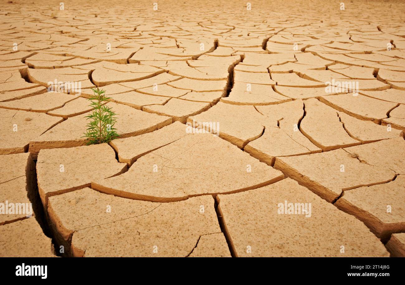 top view cracked dry ground with green plant abstract background close ...