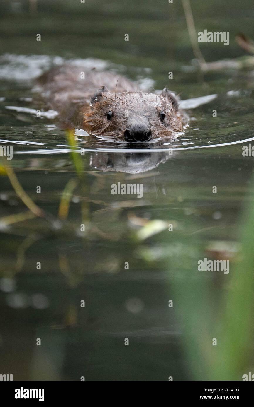 EDITORIAL USE ONLY A family of beavers is released at Paradise Fields ...