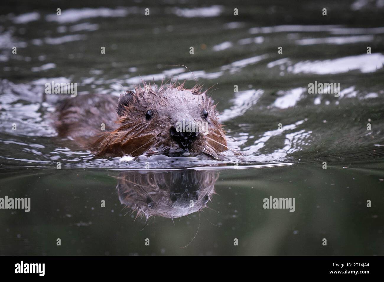 EDITORIAL USE ONLY A family of beavers is released at Paradise Fields ...