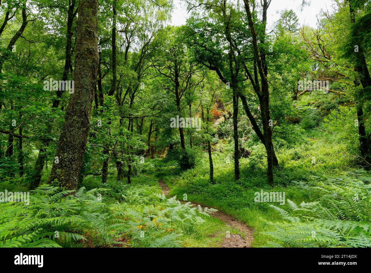 A footpath winds between tall trees and bracken on its way down a steep ...