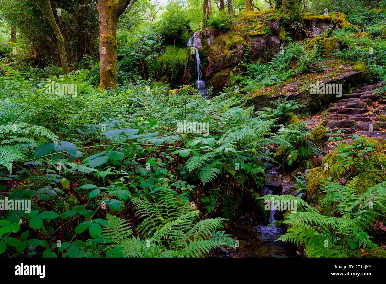 In a hillside woodland near Beddgelert a waterfall cascades over ivy ...