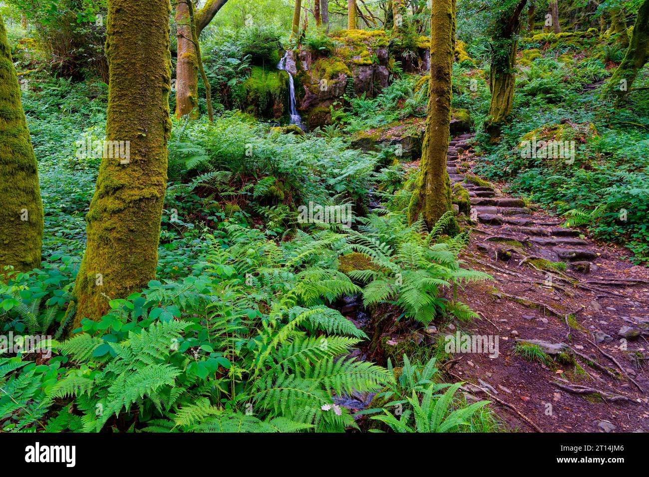 High above Beddgelert a wet stone path winds up hill between moss ...