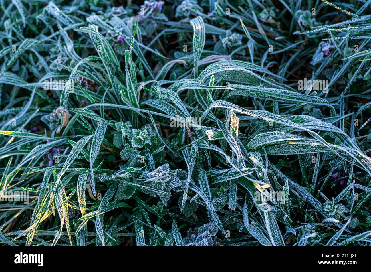 A beautiful, close-up shot of a field of frost-covered grass under the ...