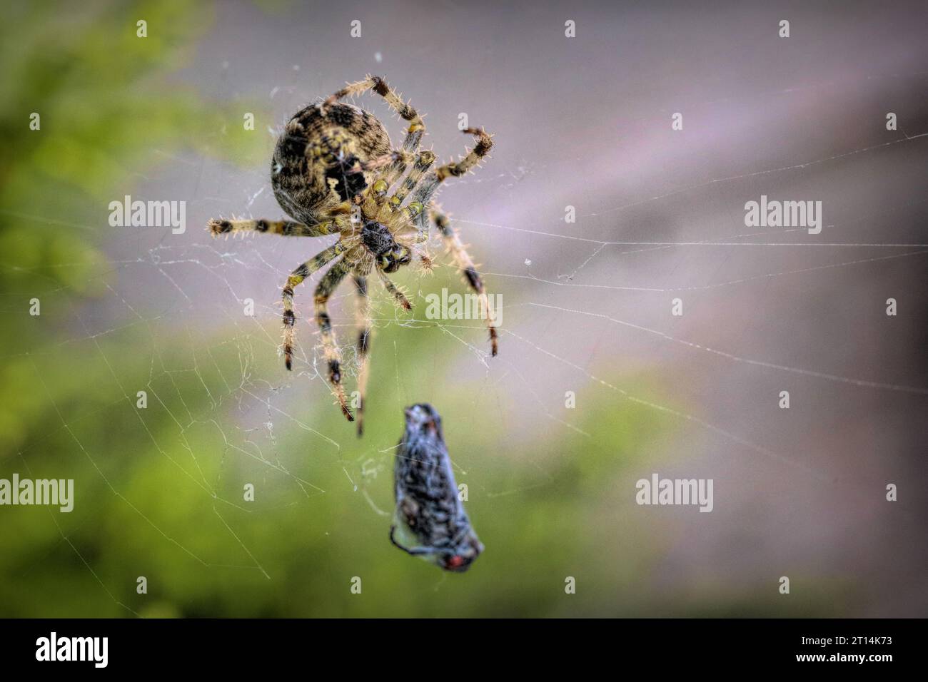 A close-up of a European garden spider spinning its web with insect ...