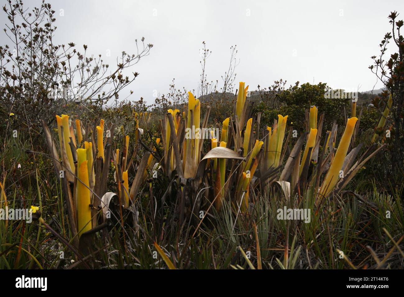 Yellow pitchers of the carnivorous bromeliad Brocchinia reducta in ...