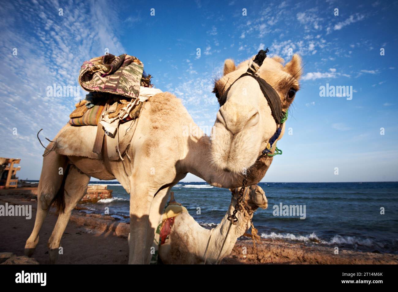 Portrait of a camel on the beach against the sea Stock Photo - Alamy