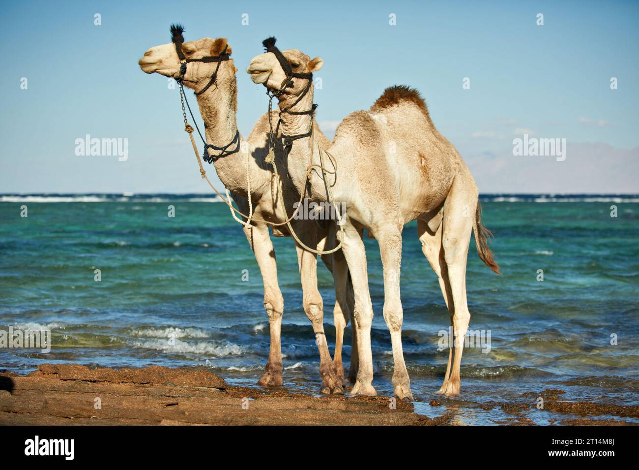 Shipofthedesert hi-res stock photography and images - Alamy