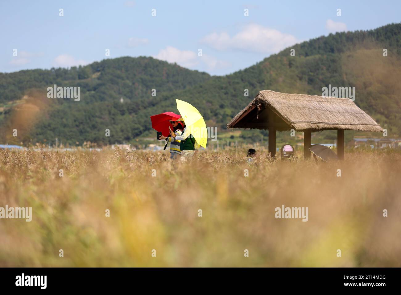 Suncheon, South Korea. 11th Oct, 2023. Tourists take photos at Suncheon Bay Wetland Reserve in ...