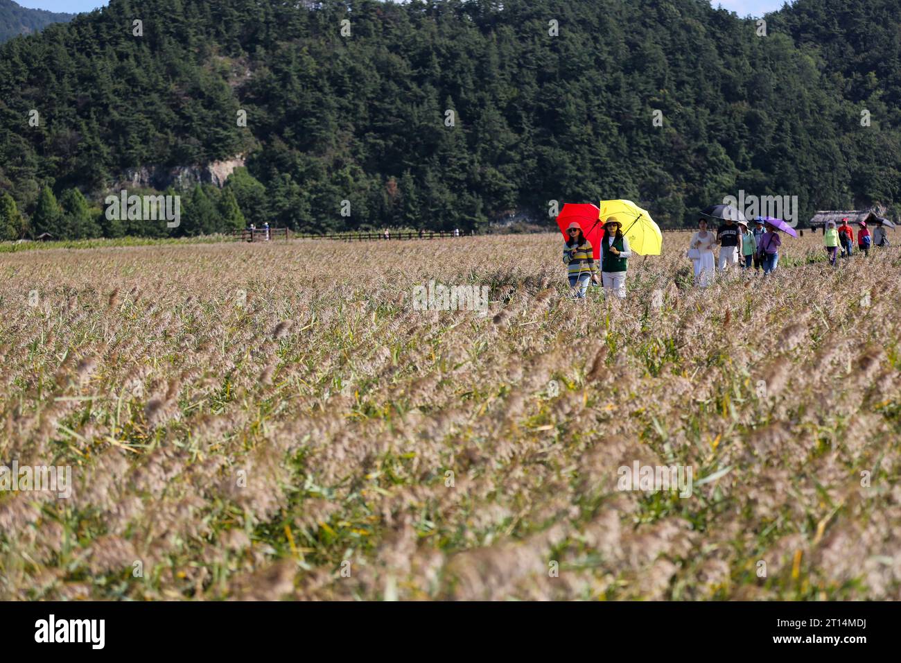 Suncheon, South Korea. 11th Oct, 2023. Tourists visit the Suncheon Bay ...