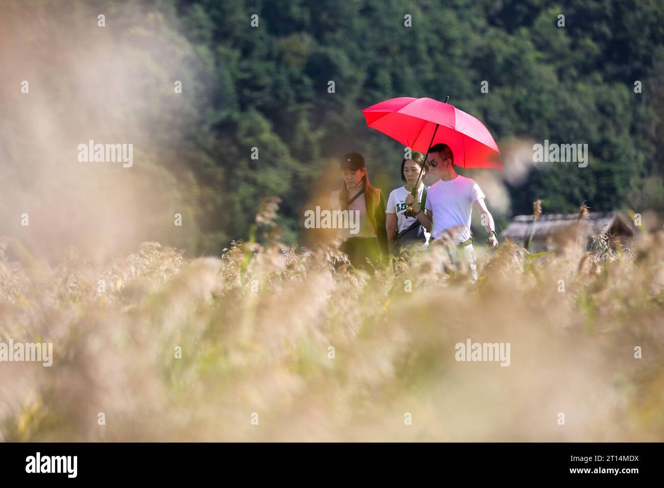 Suncheon, South Korea. 11th Oct, 2023. Tourists visit the Suncheon Bay Wetland Reserve in ...