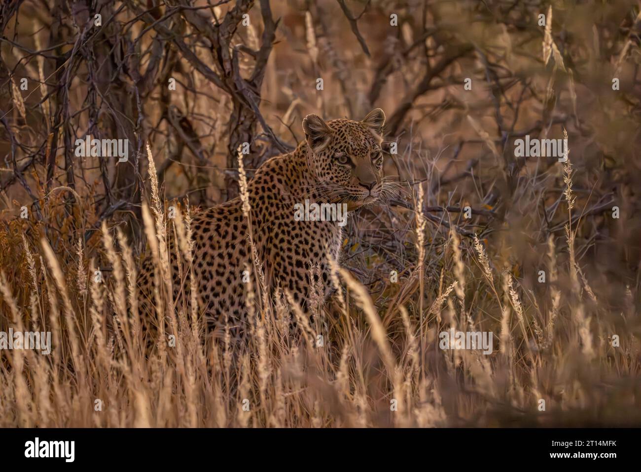 African leopard (Panthera pardus pardus نمر إفريقي ) wearing radio ...
