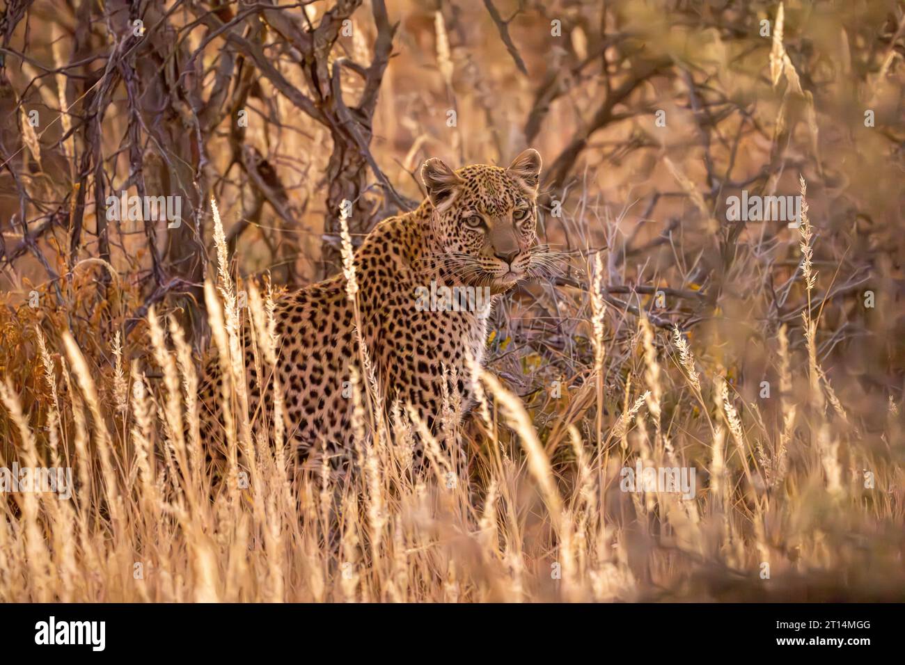 African leopard (Panthera pardus pardus نمر إفريقي ) wearing radio ...
