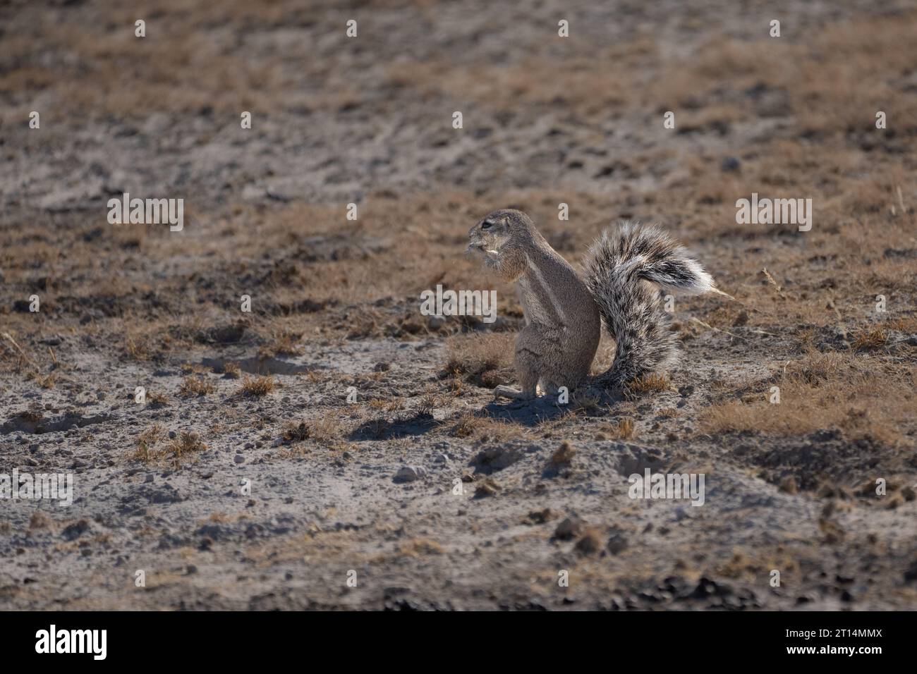 Cape ground squirrel (Xerus inauris) standing on its hind legs. This ...