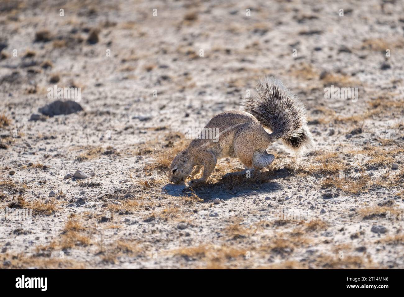 Cape ground squirrel (Xerus inauris) standing on its hind legs. This ...