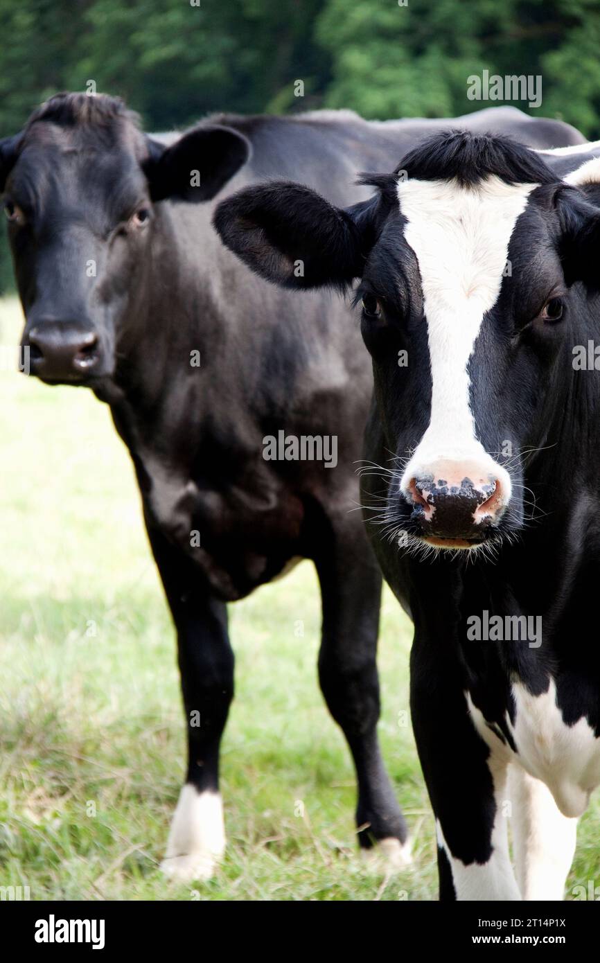 Two tone animals hi-res stock photography and images - Alamy