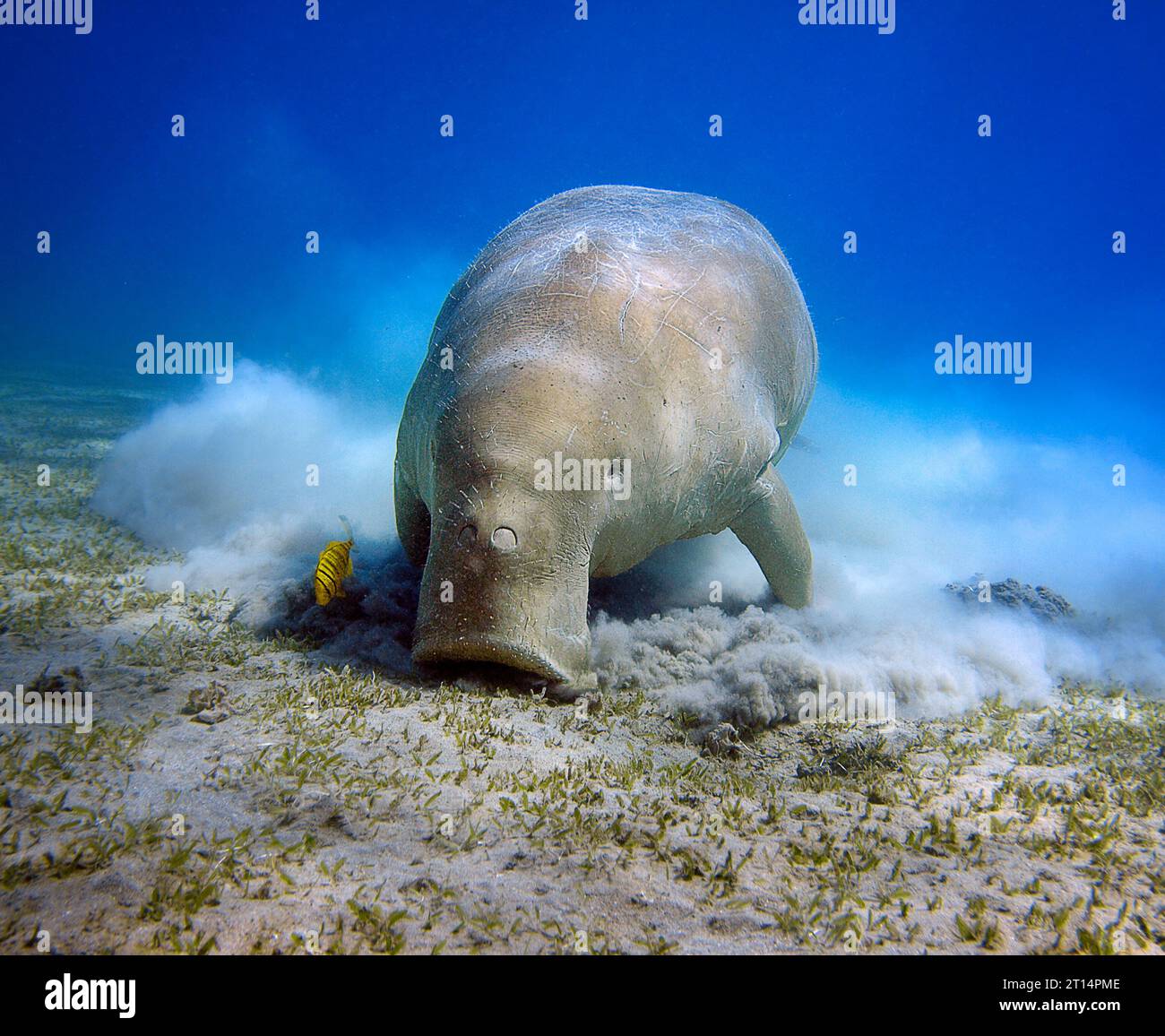 Dugong swimming hi-res stock photography and images - Alamy