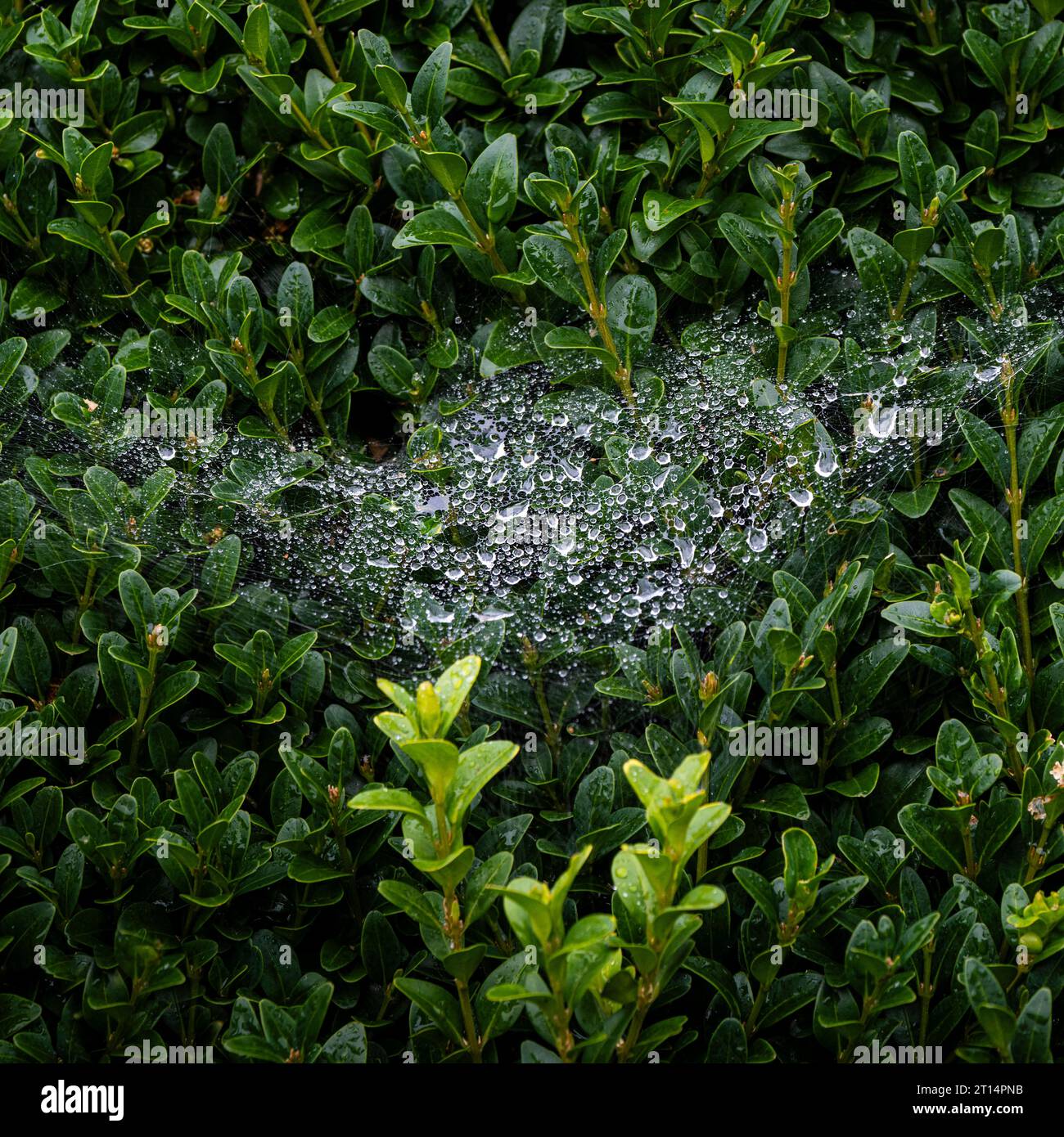 Droplets of water moisture dew on a cobweb on a Box hedge Buxus ...