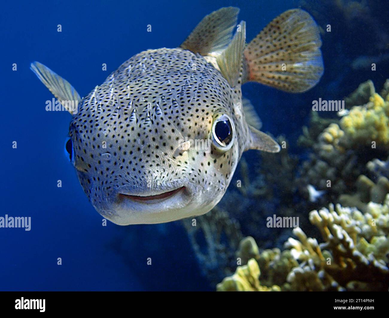 Diodon Hystrix in Red Sea Stock Photo - Alamy