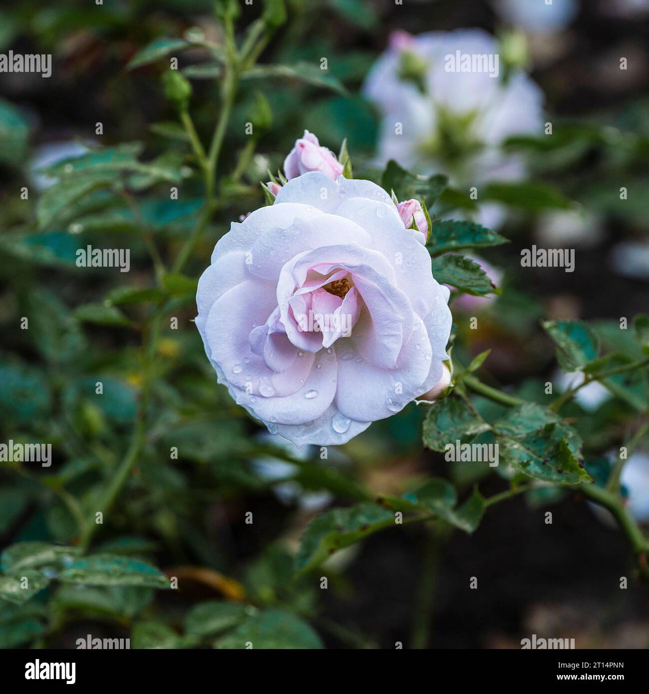 Rosa Special Child Floribunda rose. in a garden in Newquay in Cornwall ...