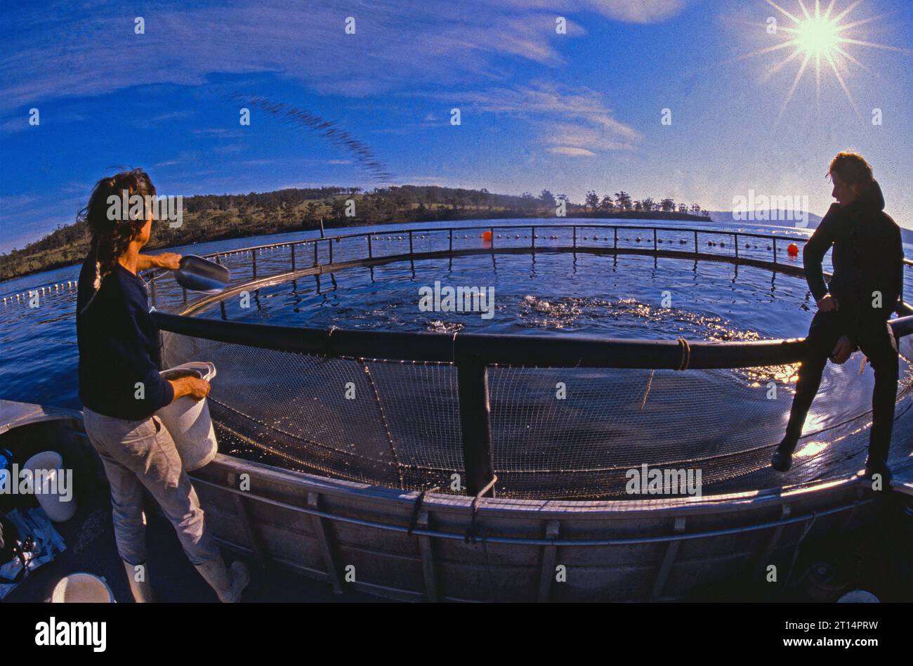 Feeding caged farmed salmon with pelleted fish food at a fish farm in ...