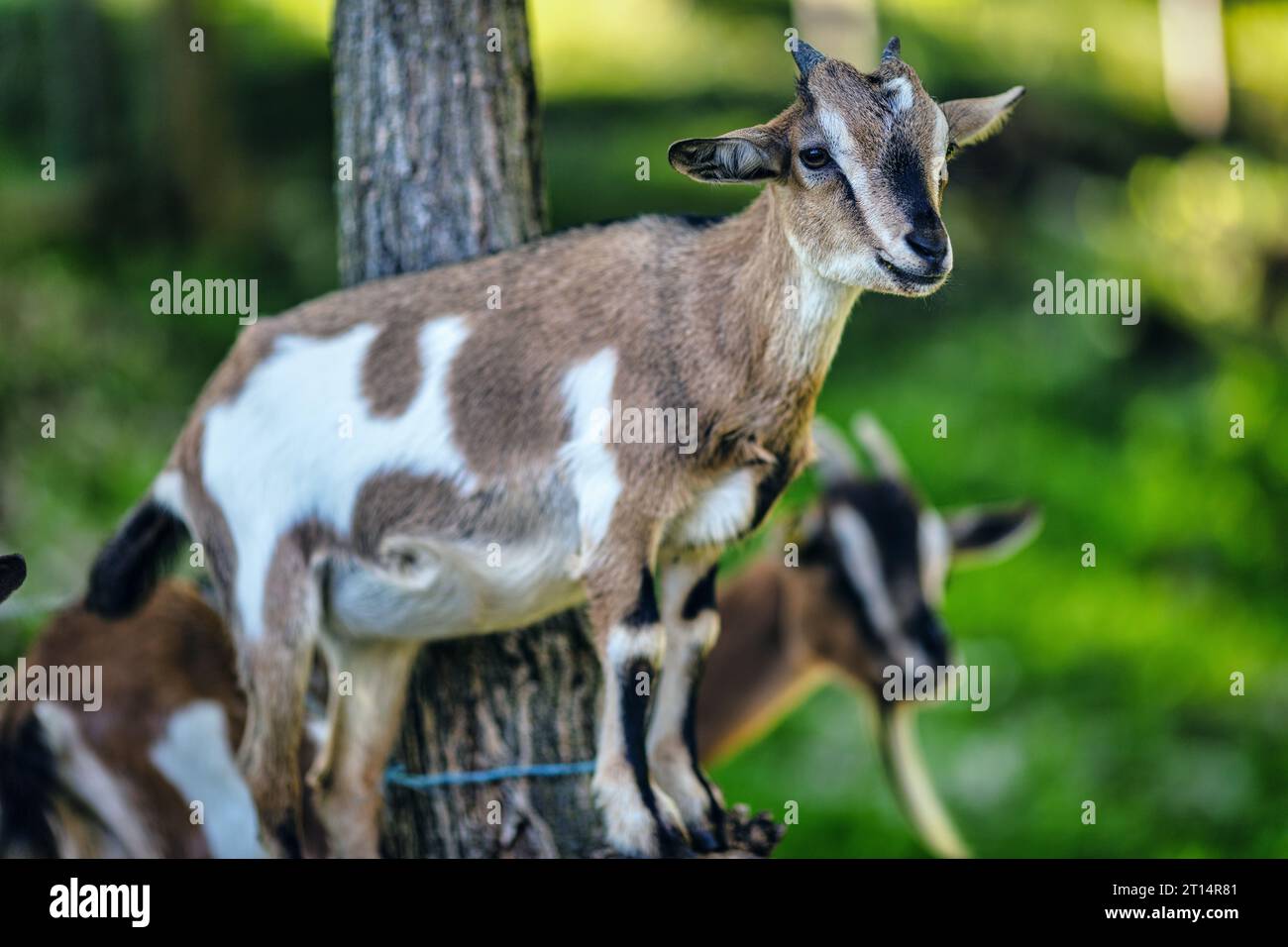 Trees frame the multifaceted roles of goats. Vital in food and apparel ...