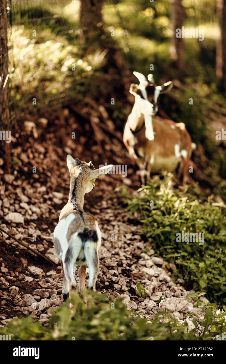 Wooded areas spotlight goats' importance. They're food and clothing ...