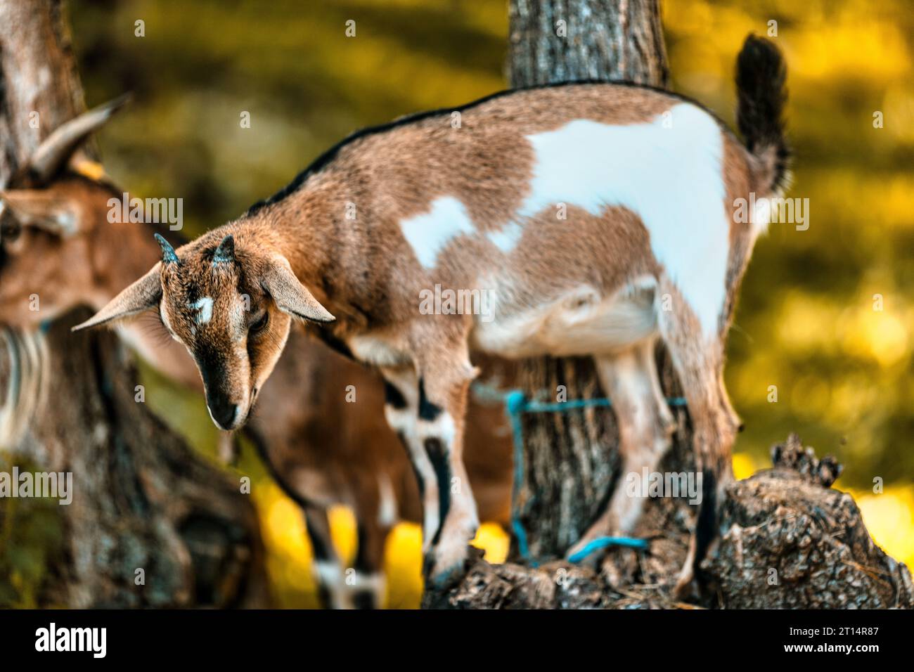 In woodlands, goats are indispensable. They provide food, play roles in ...