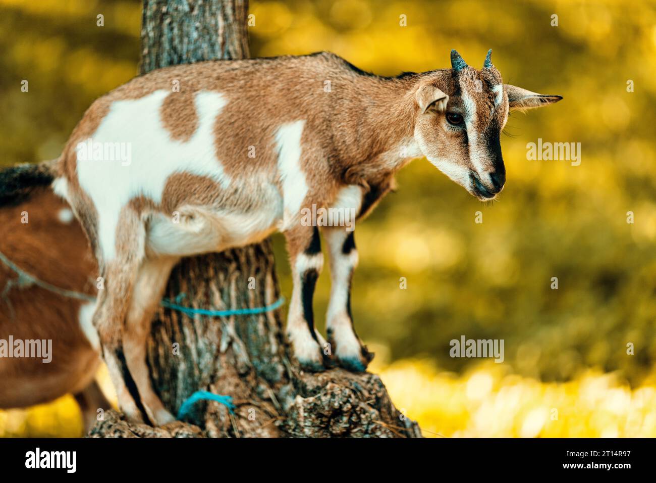 Ecological food sources hi-res stock photography and images - Alamy