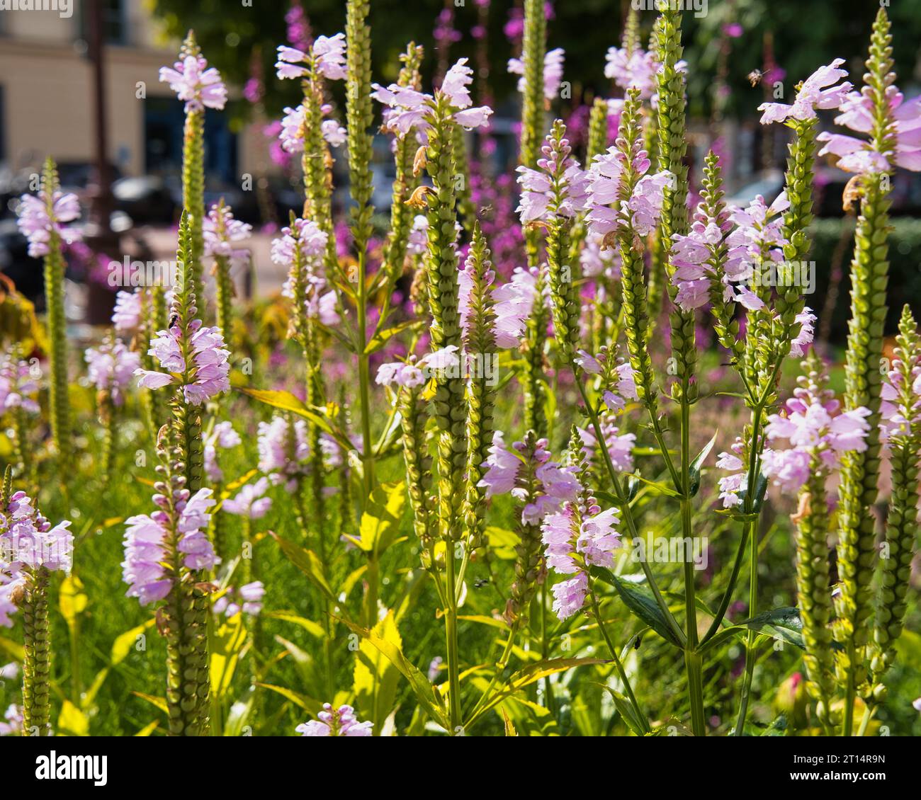 Physostegia virginiana Bouquet Rose blooming in garden, Versailles ...